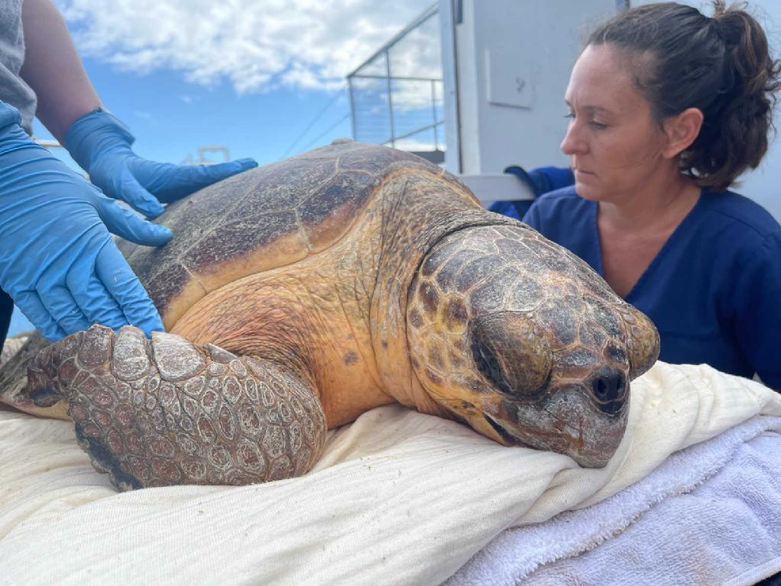 Rare Loggerhead Turtle Being Treated by Coral World Ocean and Reef ...