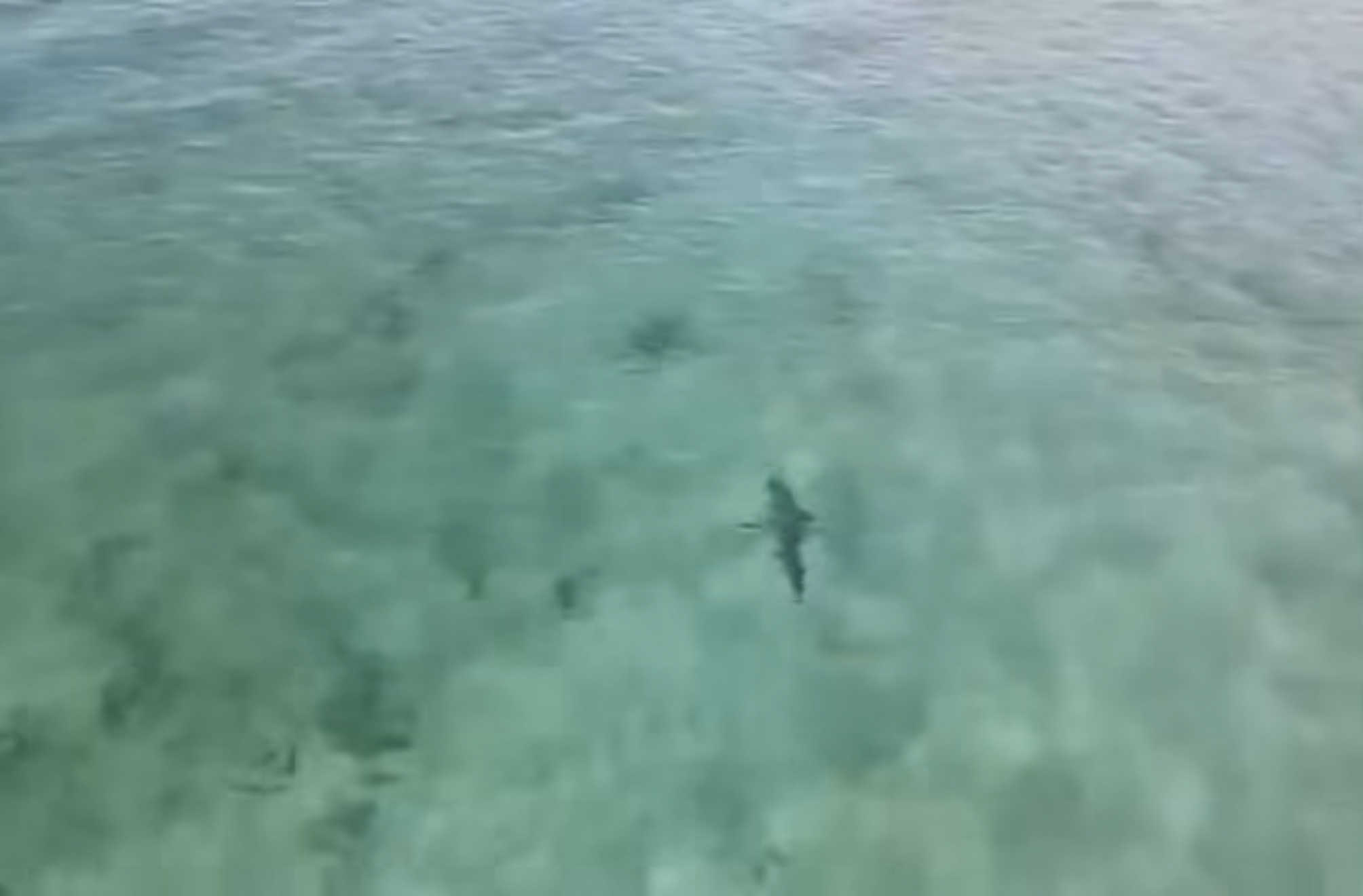 Watch: Shark Spotted at Dorsch Beach Days After Fatal Attack